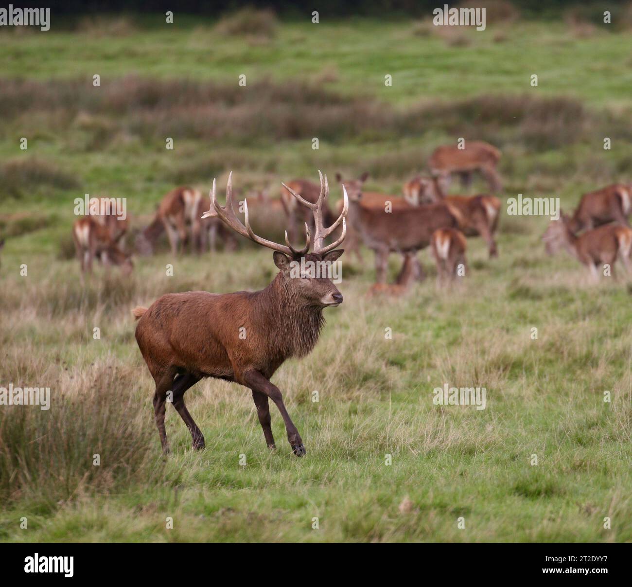 Red Deer Stag Stock Photo - Alamy