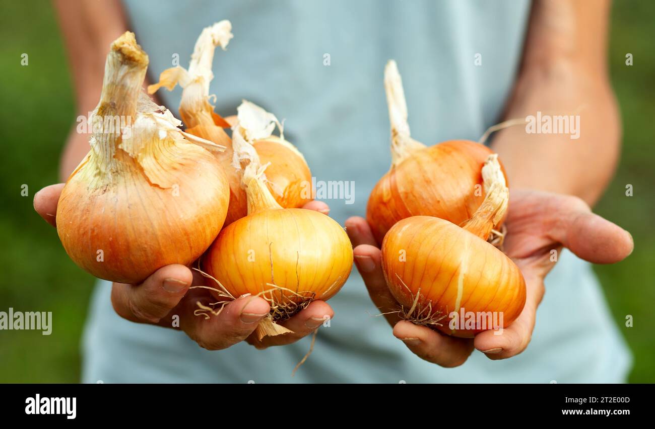 Farmers hands with freshly harvested onion. Organic green natural ...