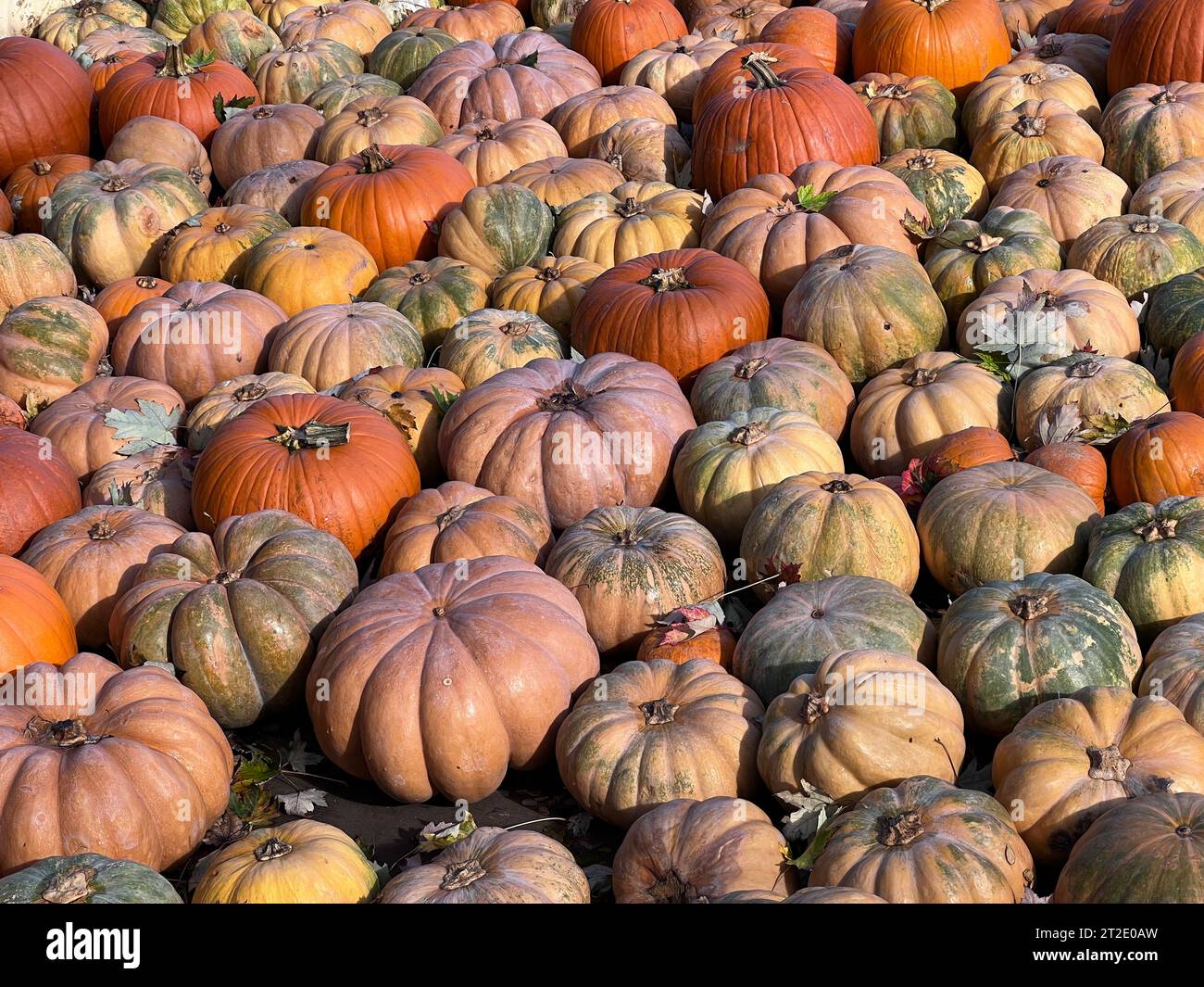 Large number of colorful pumpkins of different shapes and sizes at a ...