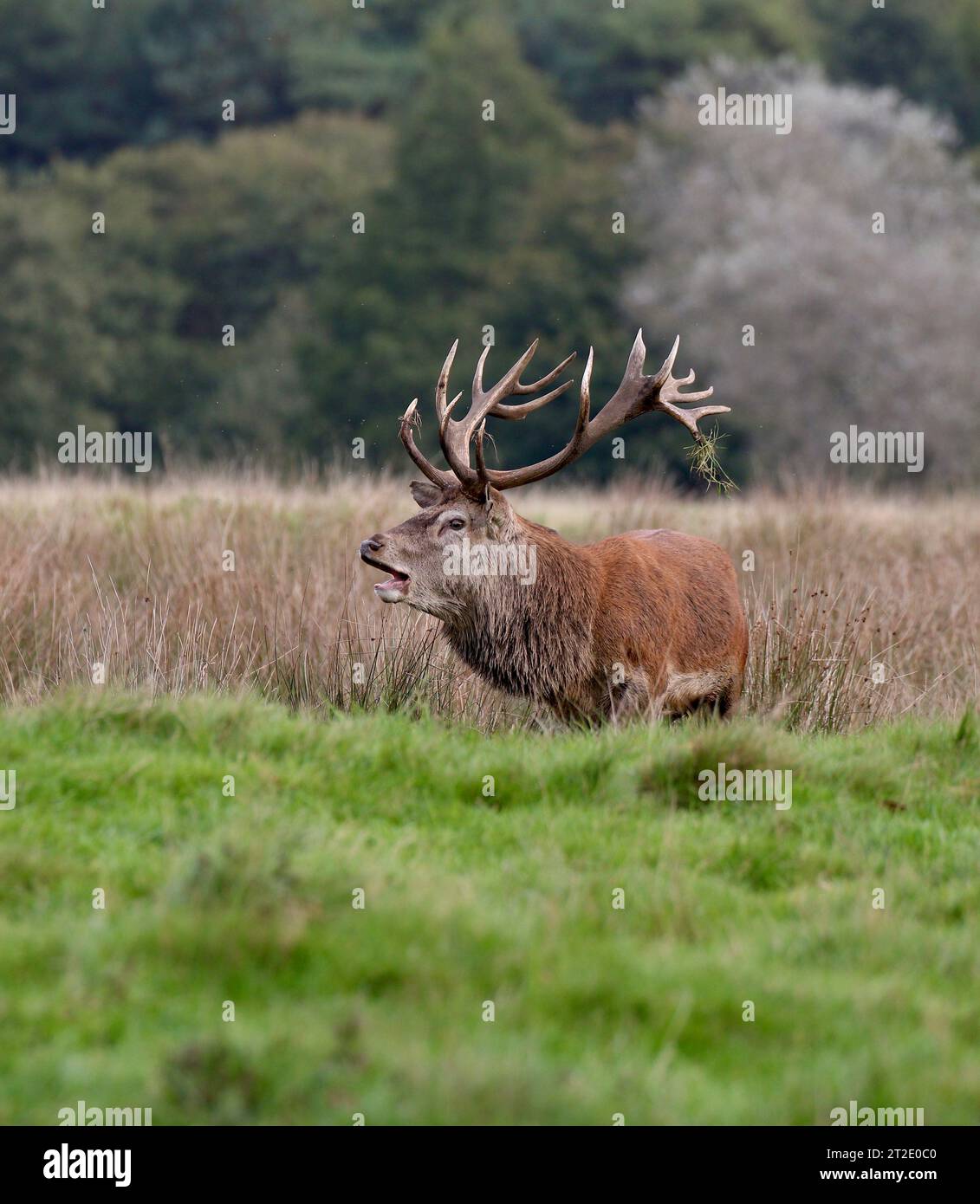 Strutting stag hi-res stock photography and images - Alamy
