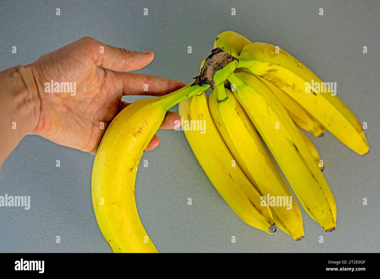 breaking off one banana from a bunch of bananas lying in the kitchen ...