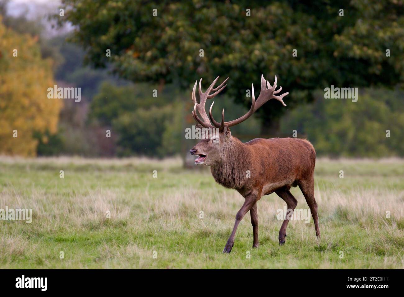 Red Deer Stag Stock Photo - Alamy