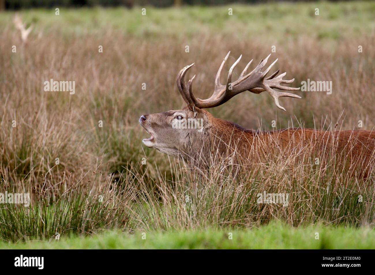 Strutting red deer stag hi-res stock photography and images - Alamy