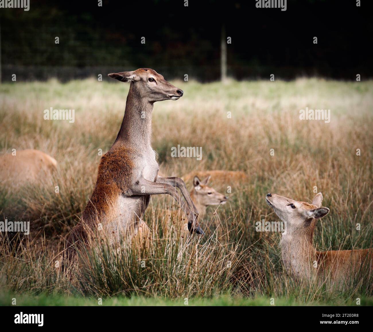 Female boxing sparring hi-res stock photography and images - Alamy
