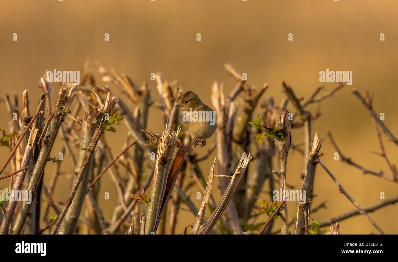 Gavin rowley bird photgrapher hi-res stock photography and images - Alamy