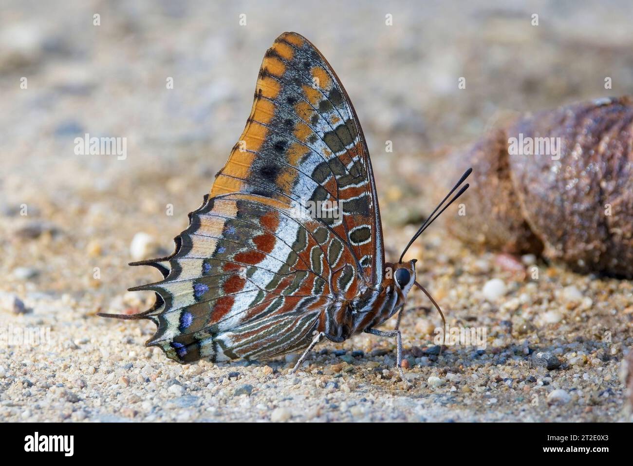 Butterfly underwing pattern hi-res stock photography and images - Alamy