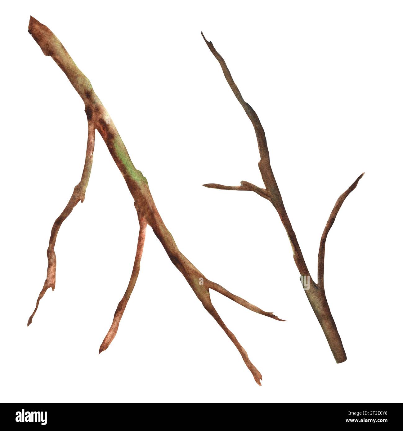 Hand-drawn watercolor illustration. Two branches to combine with ...