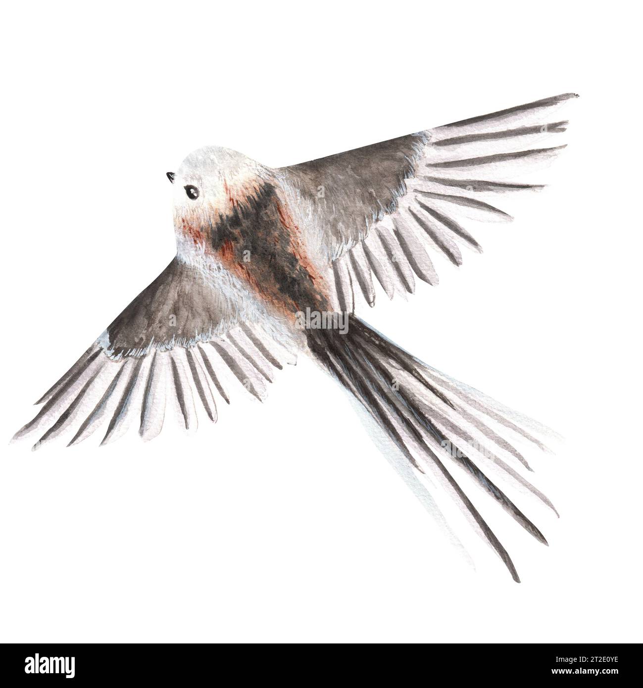 Hand-drawn watercolor illustration. Flying long-tailed titmouse bird ...
