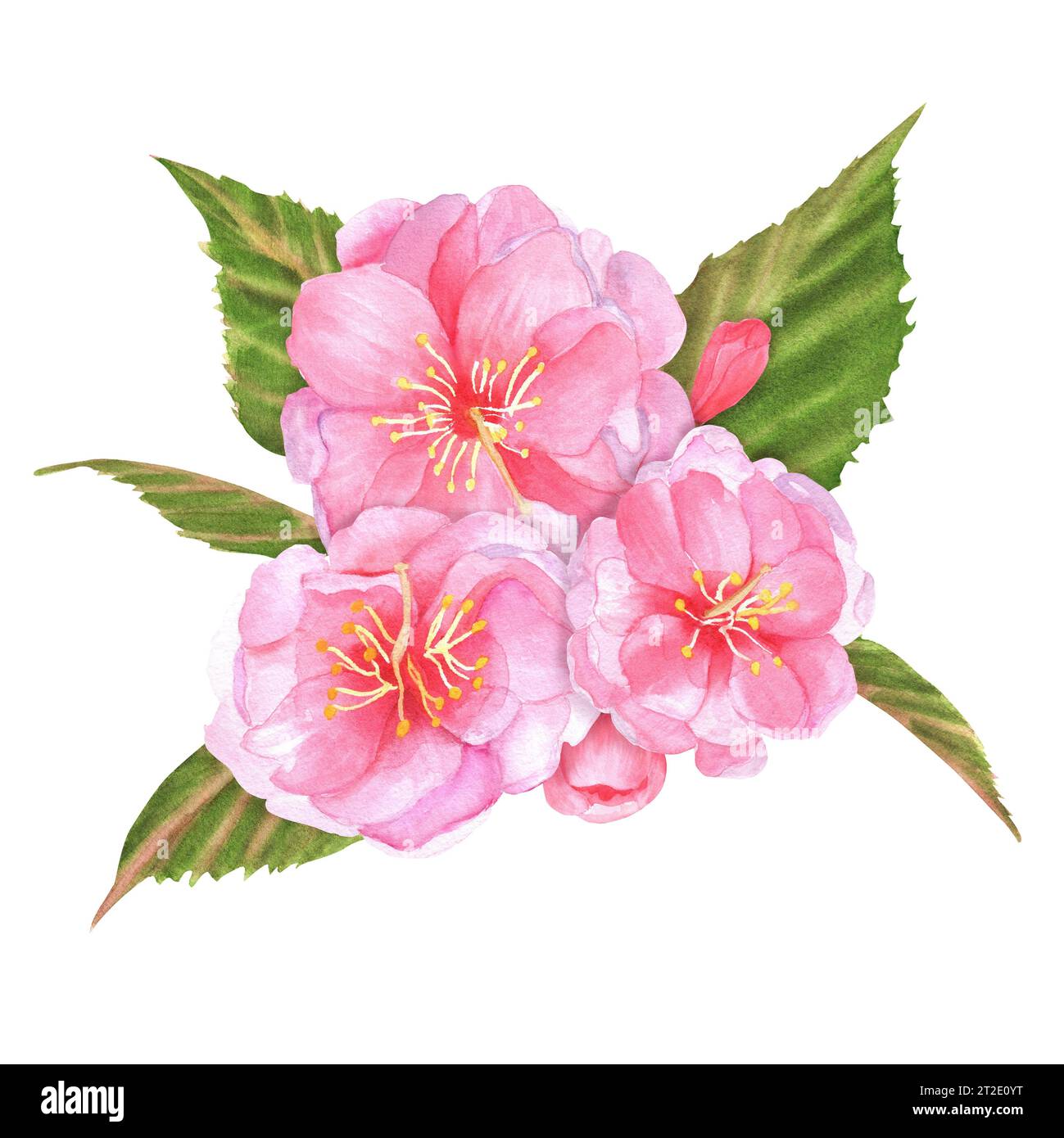 Hand-drawn watercolor illustration. Pink cherry tree (sakura) flowers ...