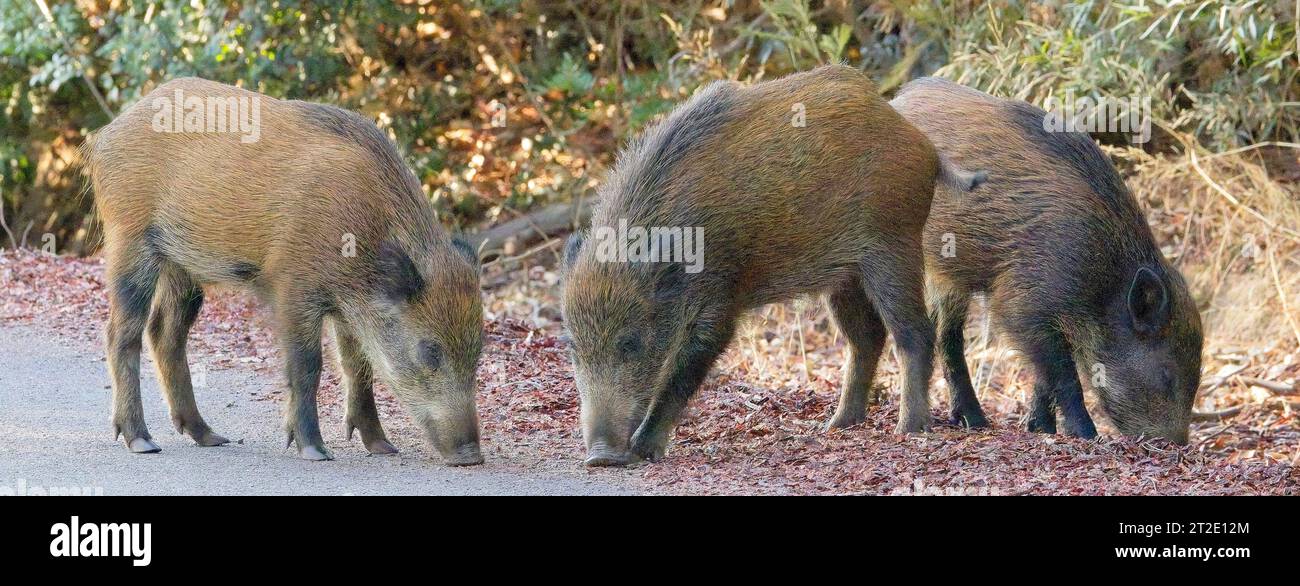 Wild Boars, (Sus scrofa), a group od three on the roadside, near Aleria ...