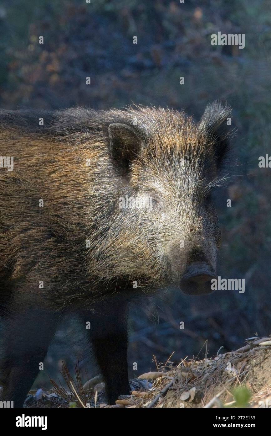 Wild Boar, (Sus scrofa), looking back at me, near Aleria, Corsica ...