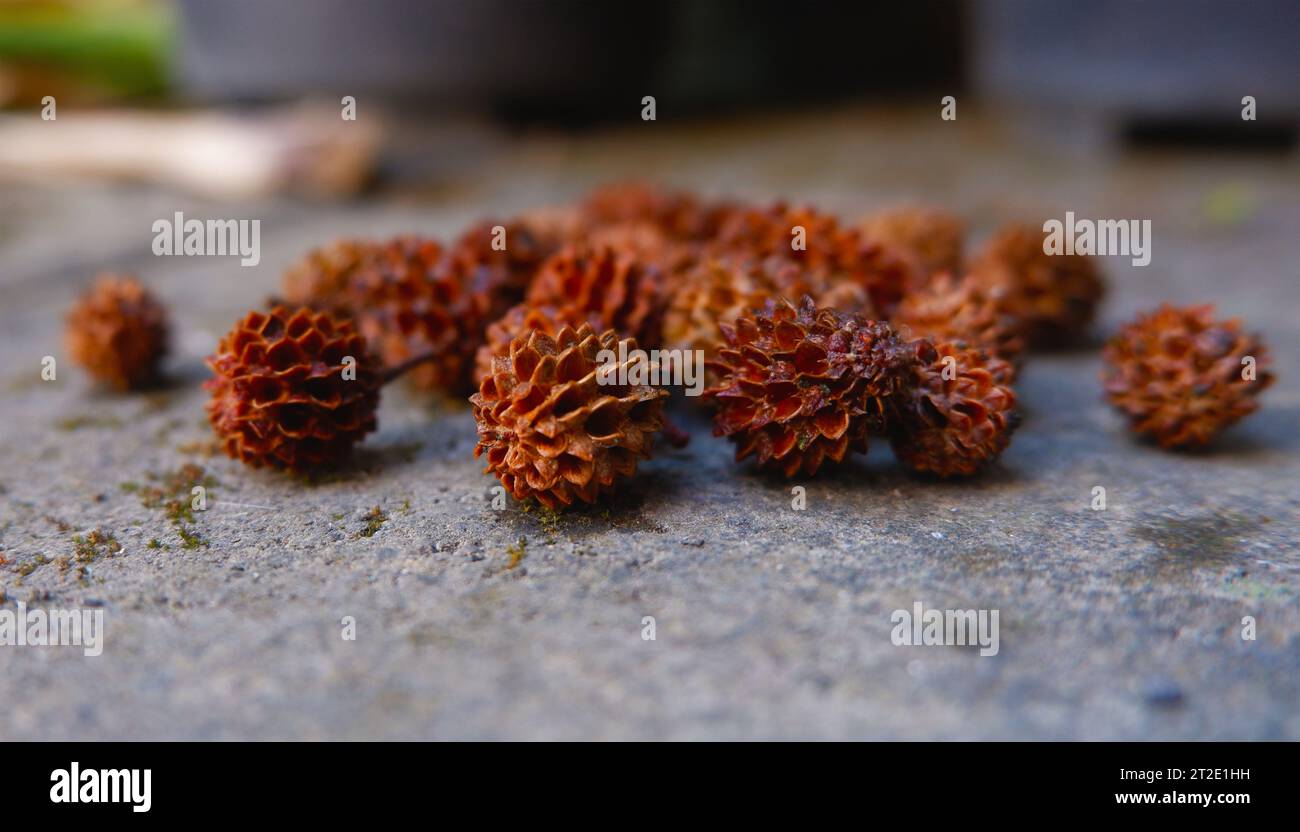 Close-up of casuarina seed cones, dry brown seeds on concrete floor ...
