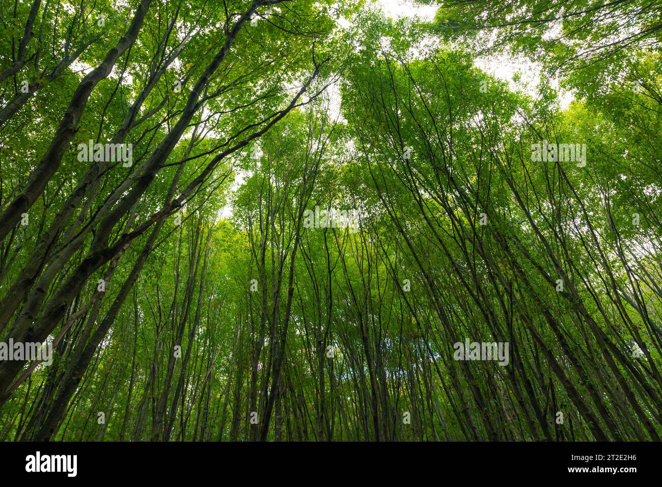 Lush green forest. Forest background photo. Carbon neutrality or carbon ...