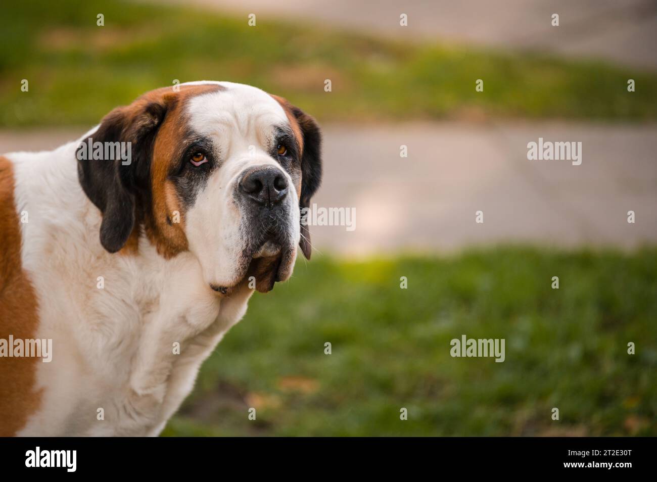 Portrait of a dog. One white and brown Saint Bernard dog on meadow. St ...