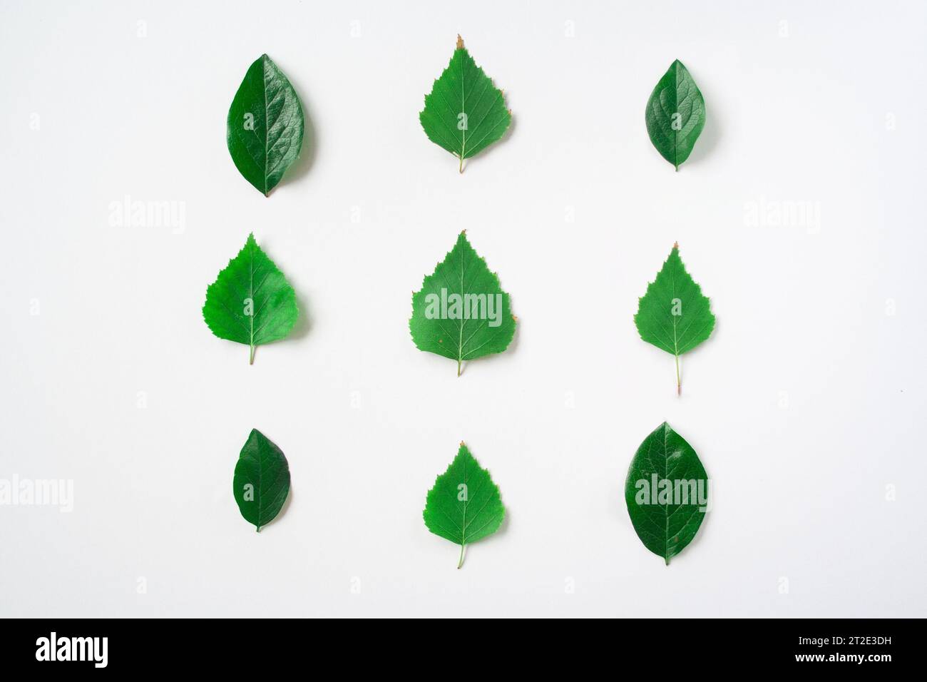 green leaves in square shape banner top view isolated Stock Photo - Alamy