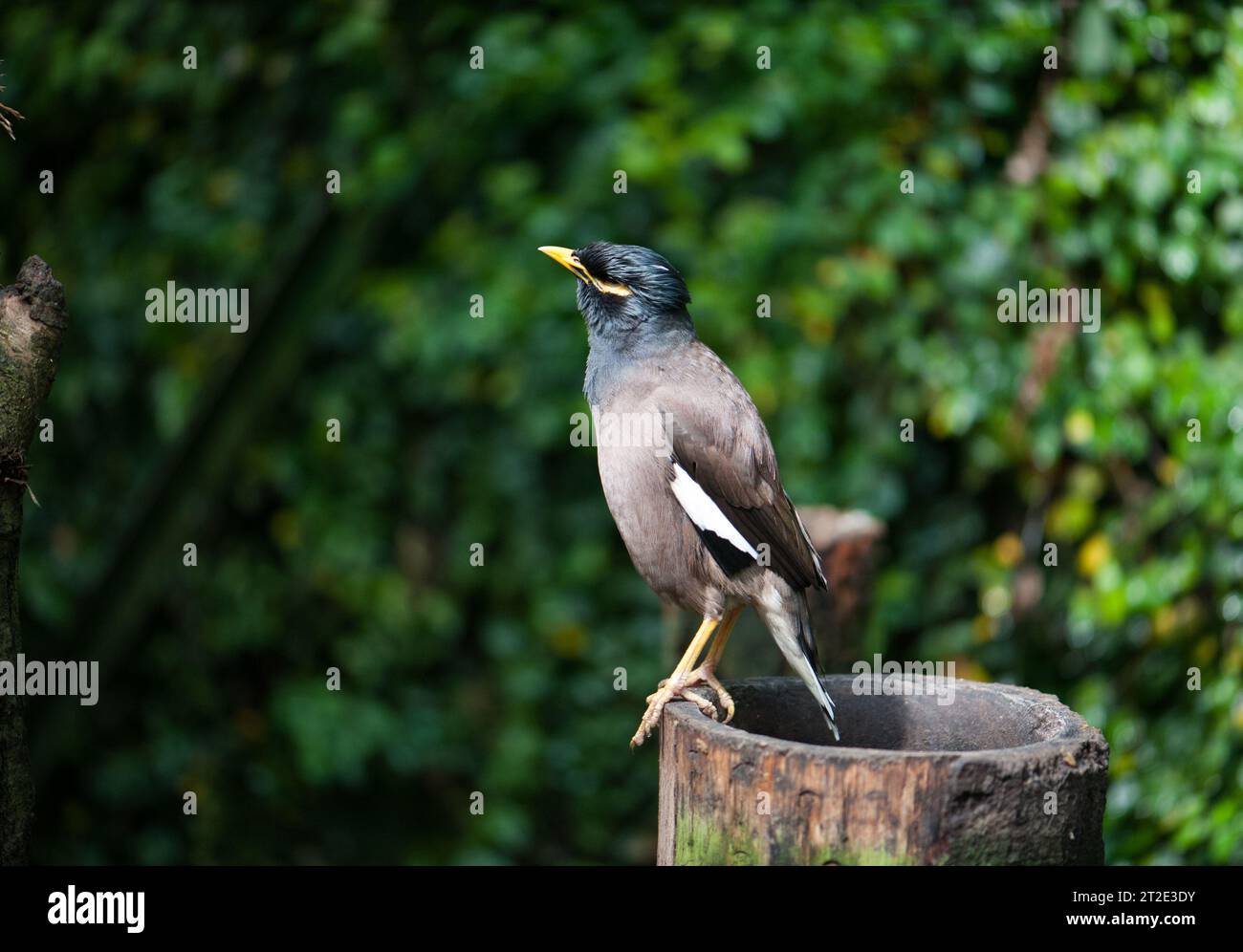 Myna bird on a tree Stock Photo - Alamy