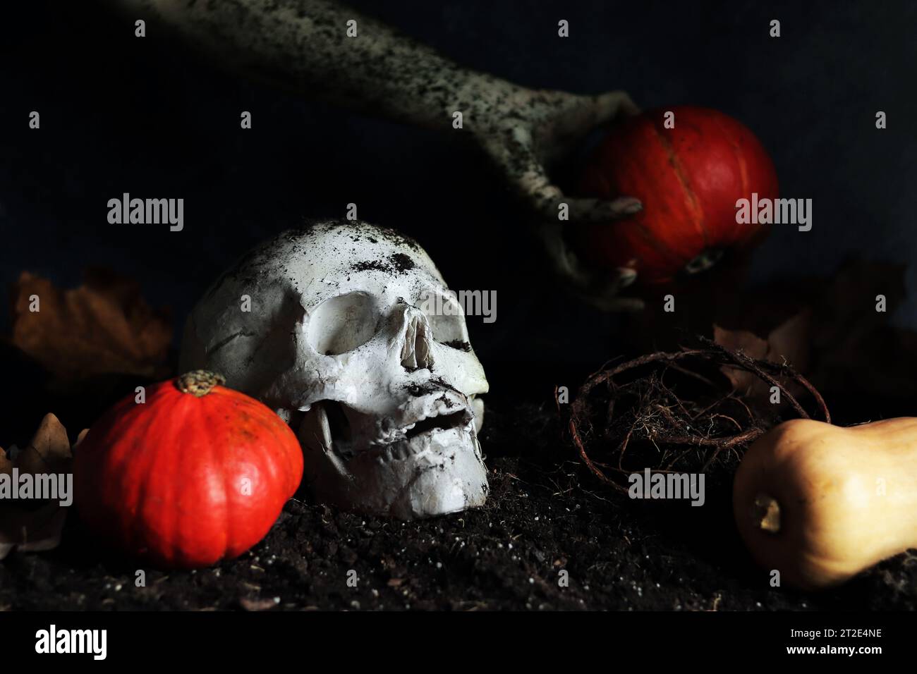Skull on the ground, composition for Halloween. Plaster skull, pumpkins ...