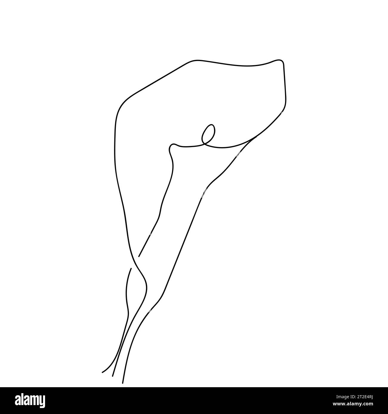 Calla lily illustration Stock Vector Images - Alamy