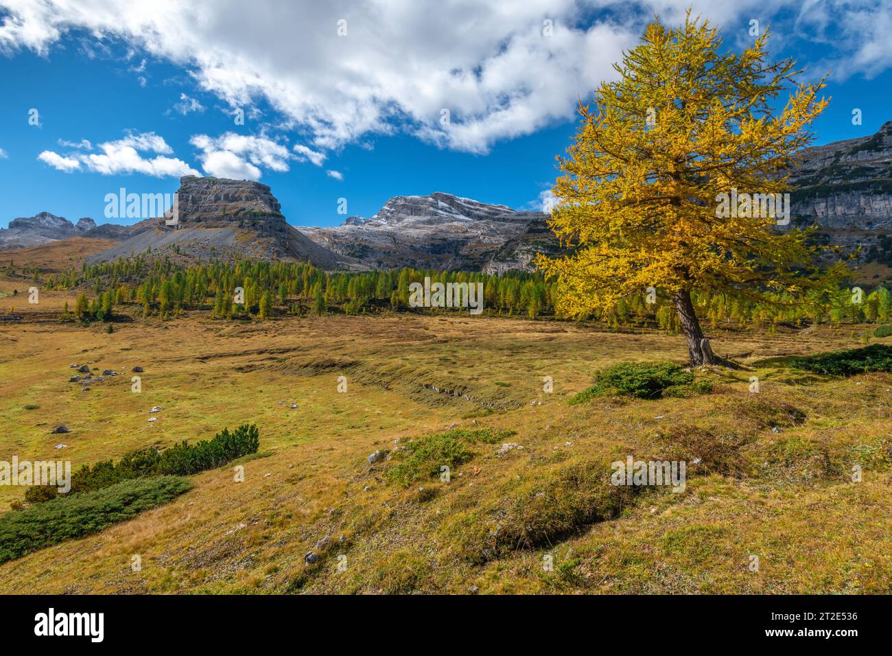 Lone tree in rocky meadow hi-res stock photography and images - Alamy