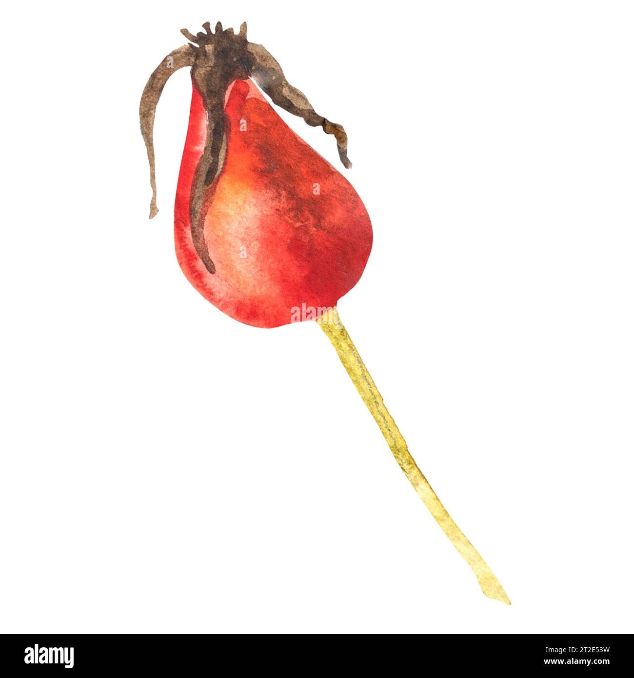 Watercolor illustration of rosehip. Hand drawn rose hips isolated on a ...