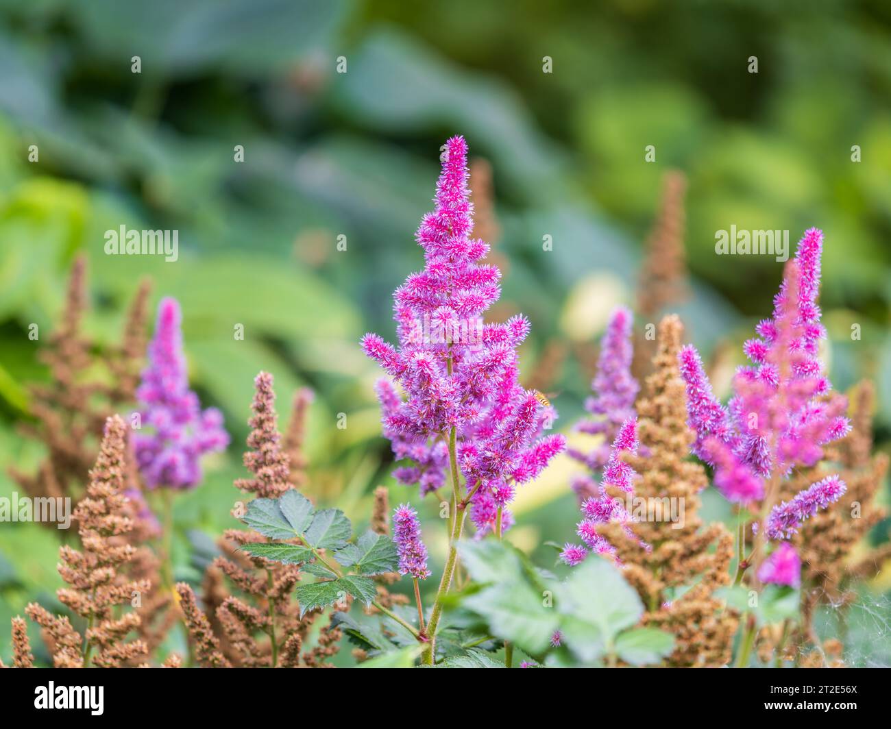 Chinese astilbe, Astilbe chinensis pumila, pink flowers in garden. It ...