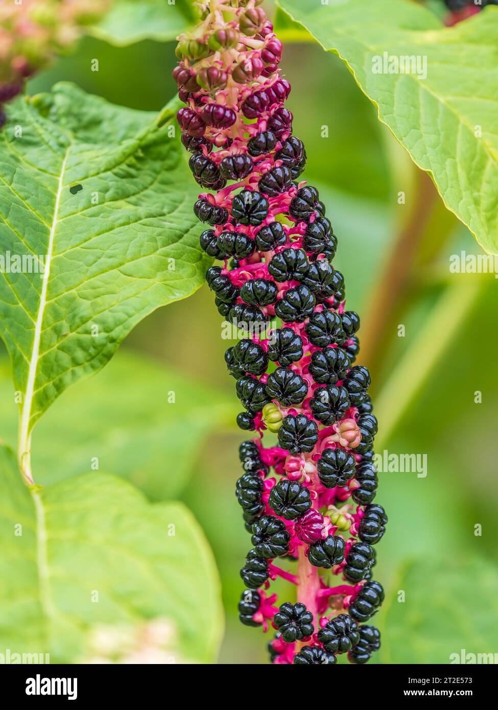 Close-up of phytolacca acinosa purple black berries also known as ...