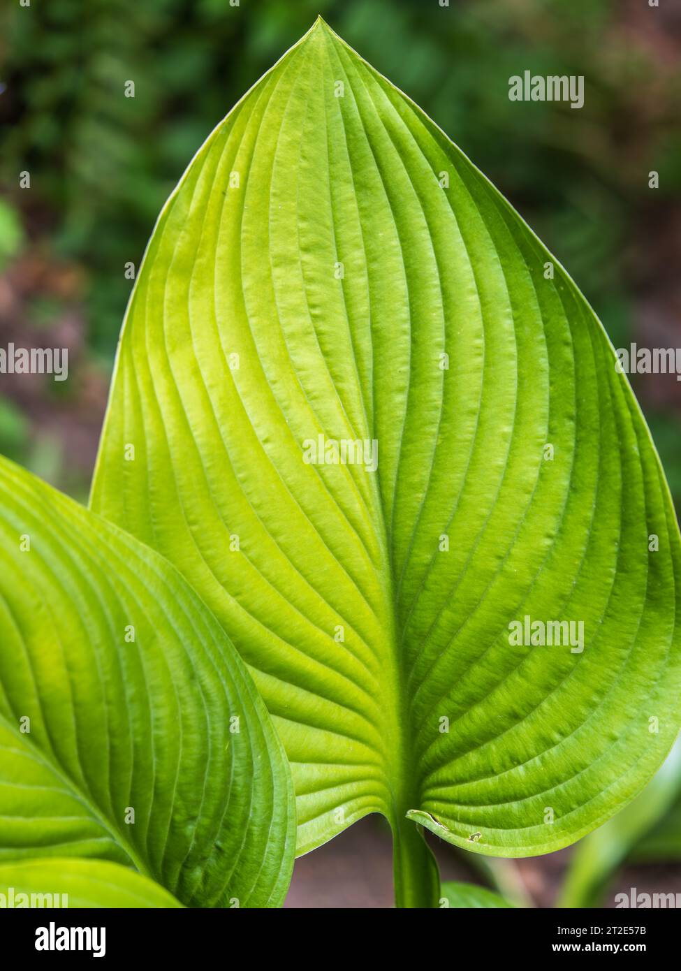 A beautiful fresh green leaf highlighted by the sun. The plant has a ...