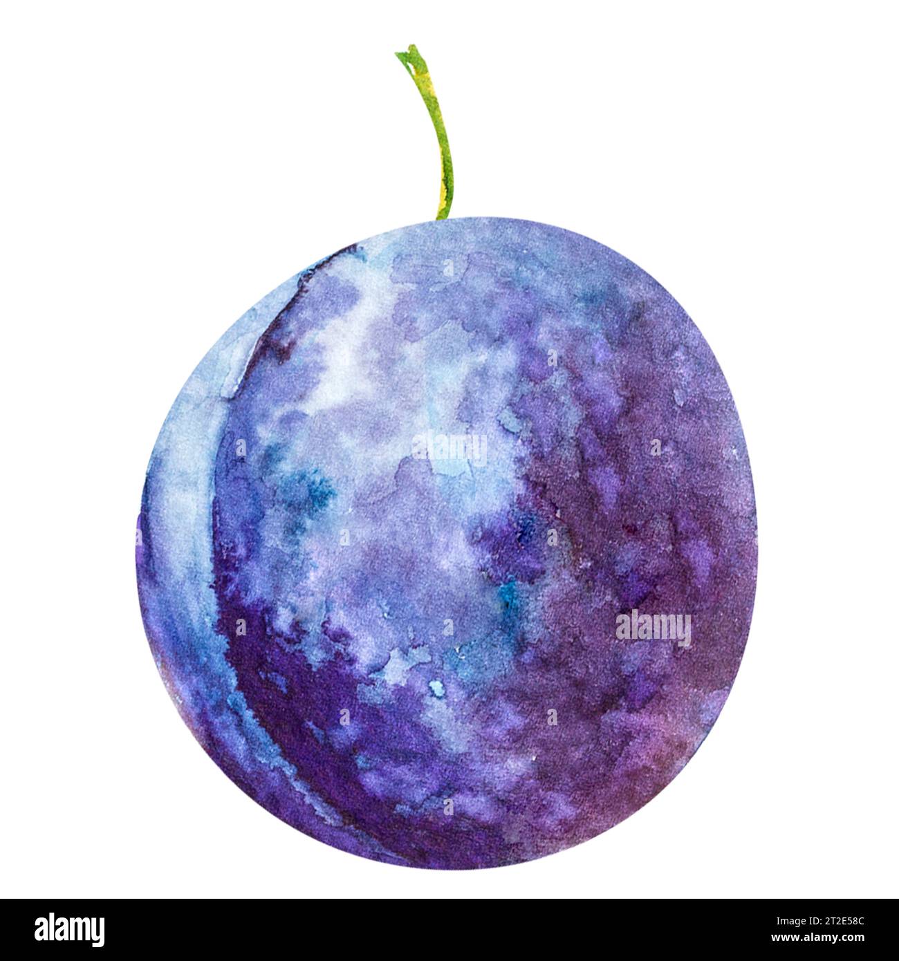 Watercolor illustration of plum.Hand drawn plum for design Stock Photo ...