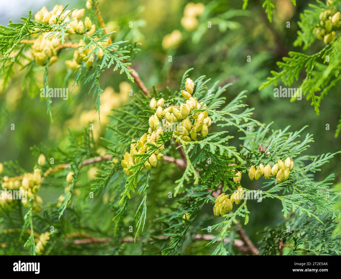Thuja branches close-up. Thuja branch background. Fresh thuja branches ...