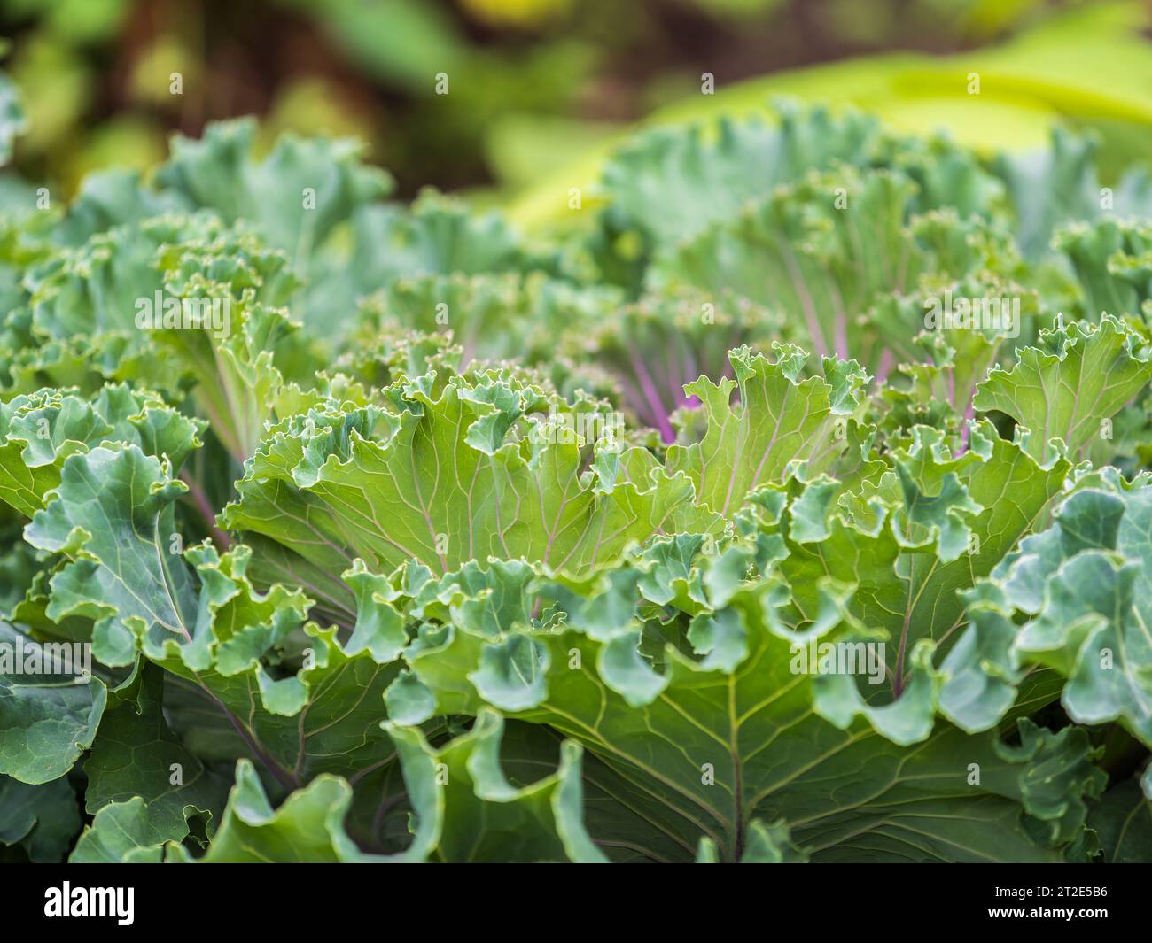 Close up of endless field with green leaves and purple veins of red ...