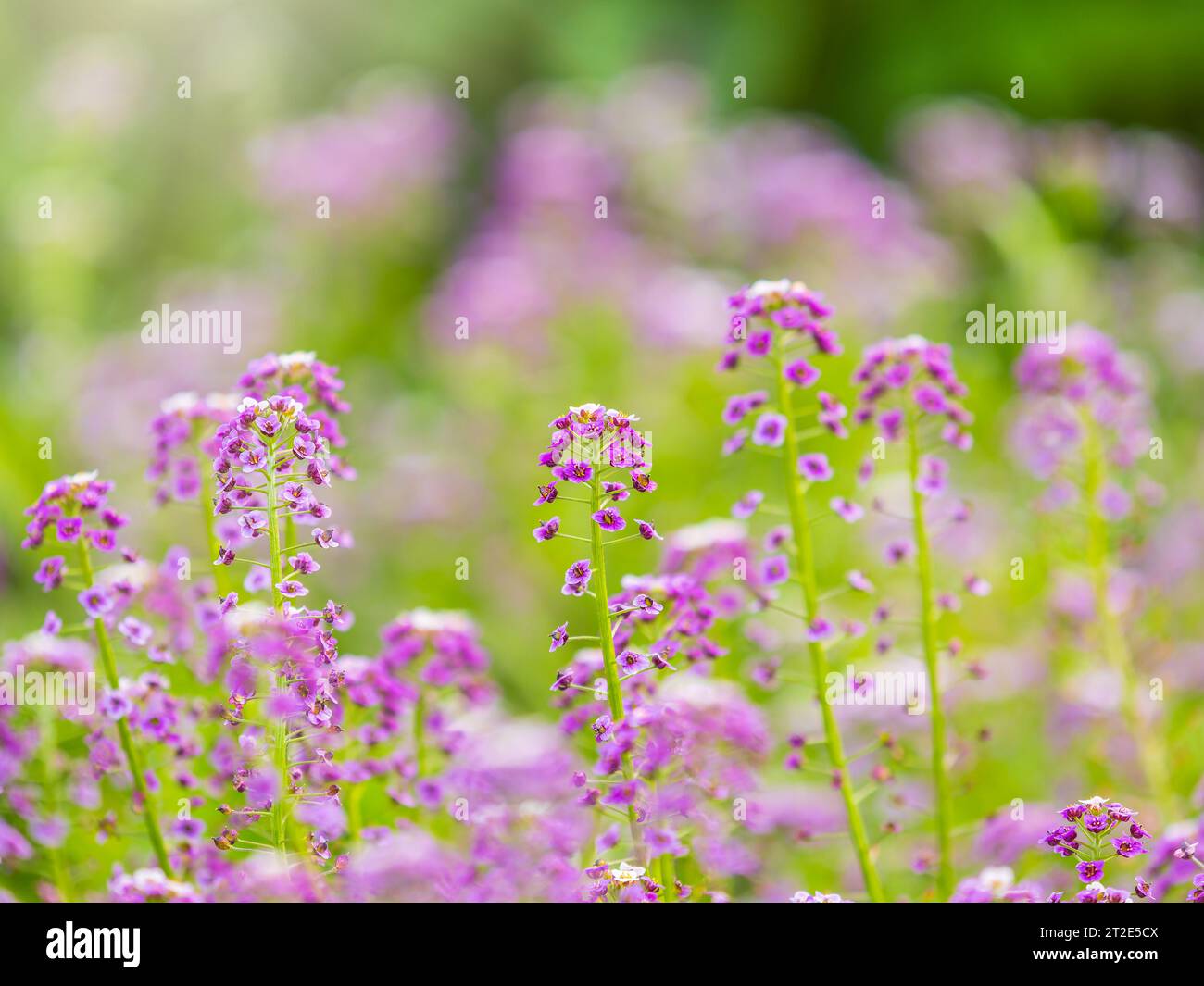 Verbena bonariensis flowers, Argentinian Vervain or Purpletop Vervain ...
