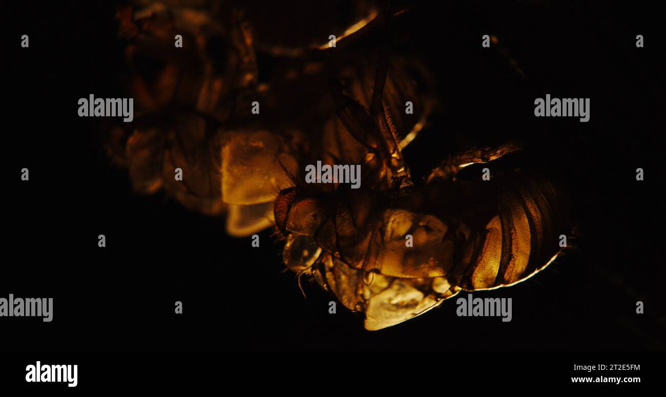 Trio of cicada exoskeletons / skins cling to a tree trunk after molting ...