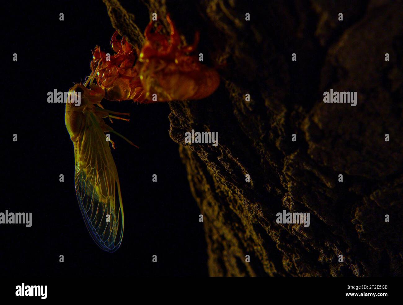 Cicada nymph clings to its freshly shed molt exoskeleton to begin its ...