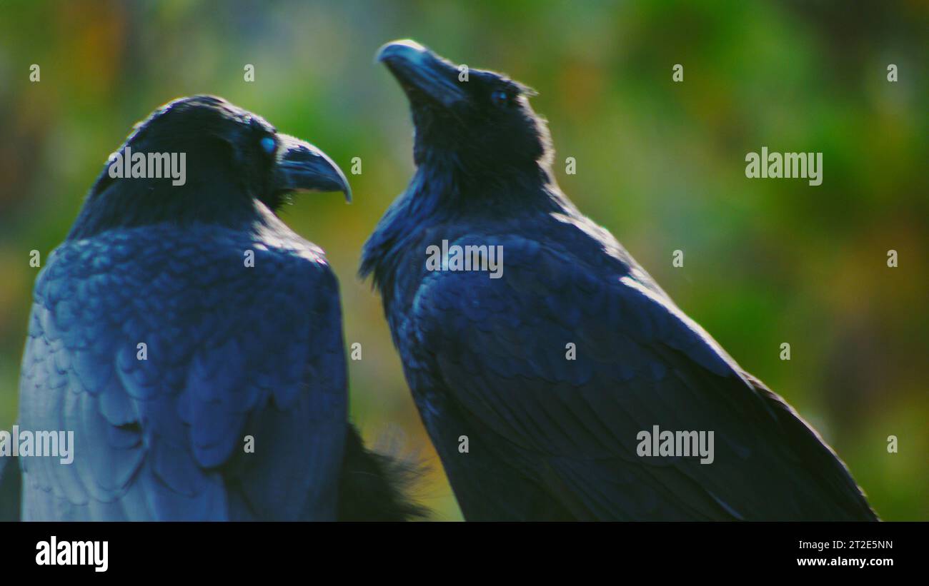 Mated pair of ravens hi-res stock photography and images - Alamy