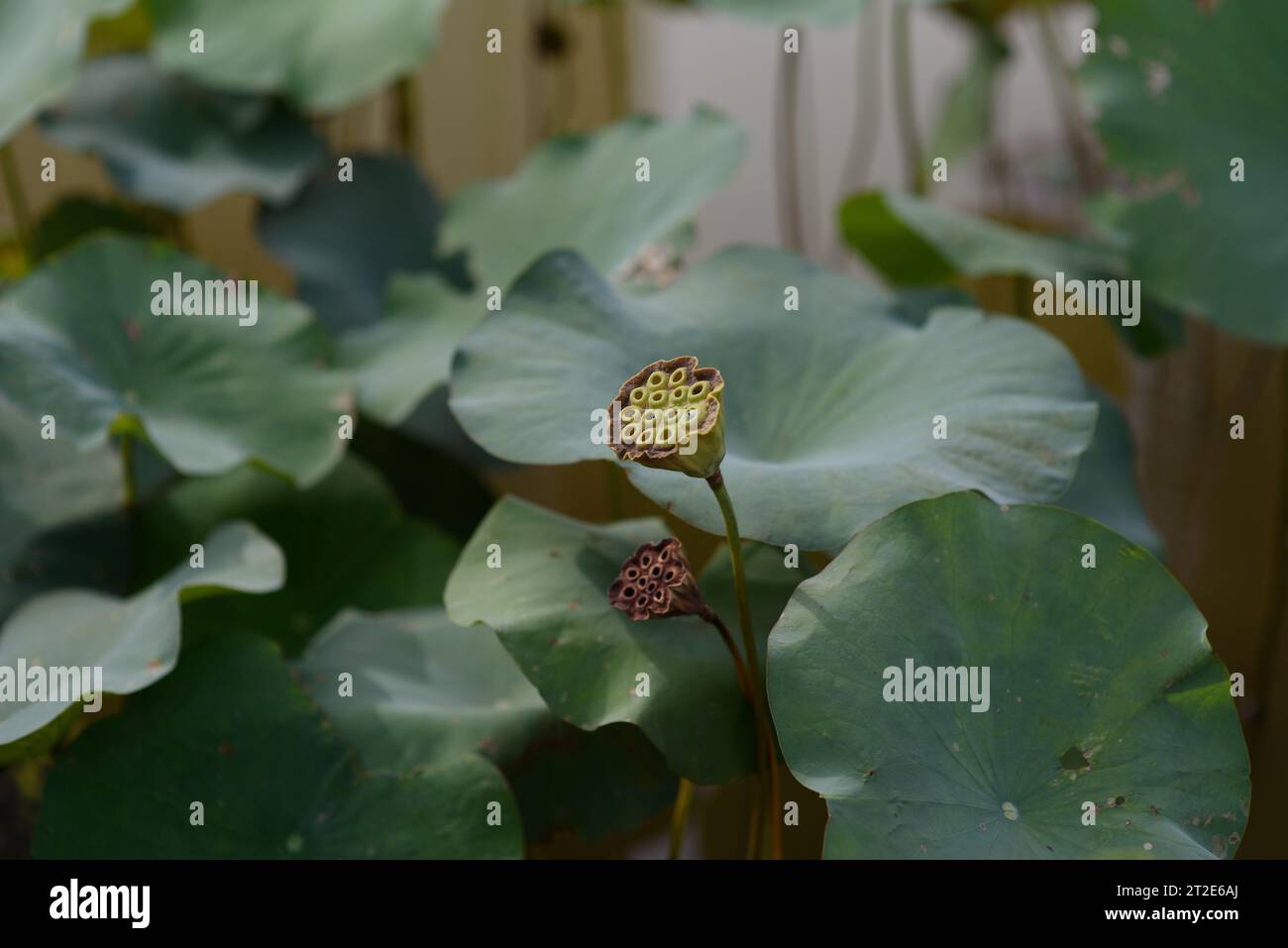 a lotus stand with falling petals Stock Photo - Alamy