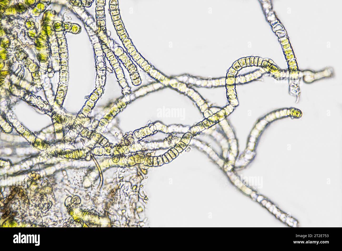 Green alga, Klebsormidium crenulatum, on sandstone drystone wall, north ...
