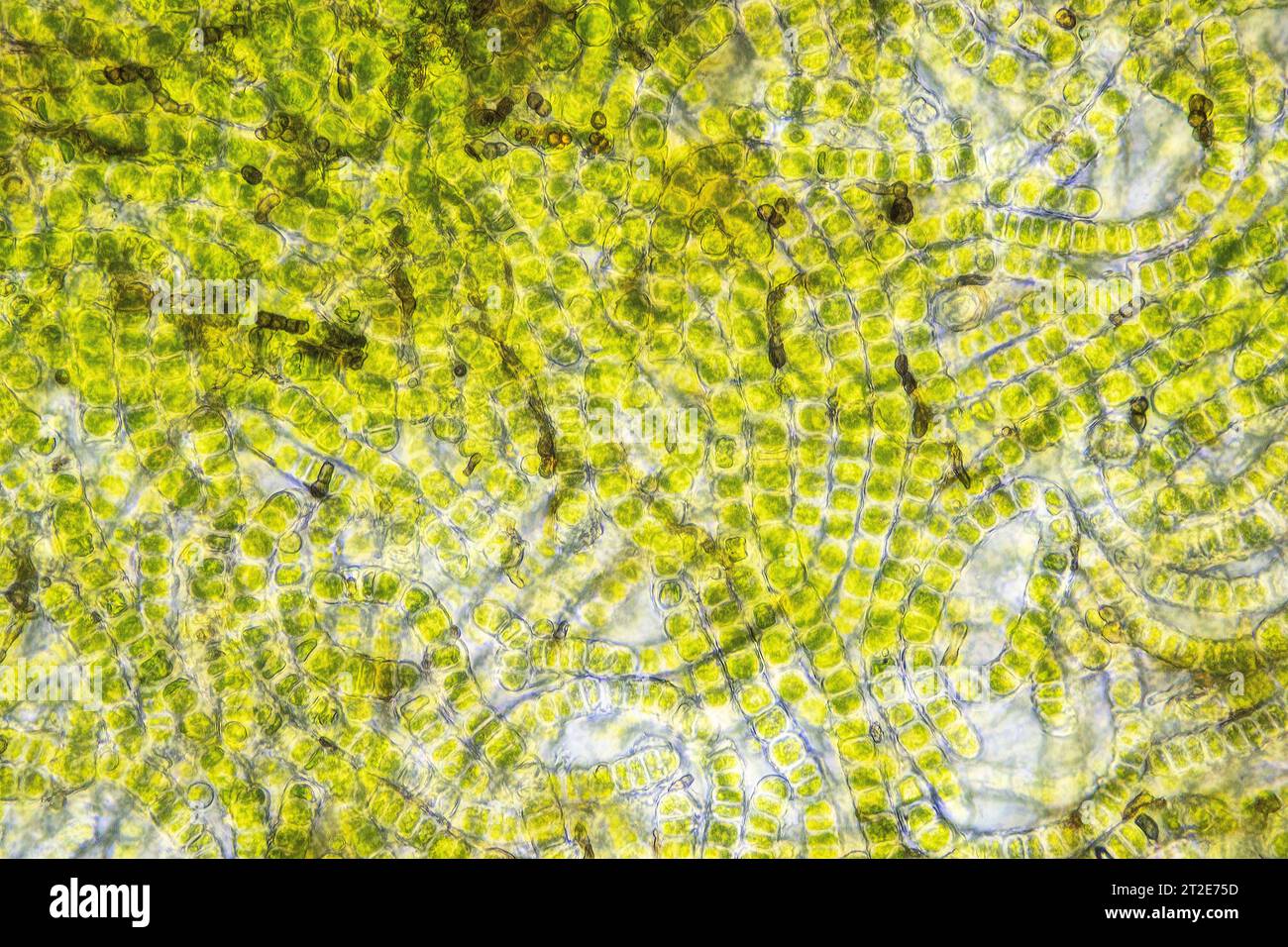 Green alga, Klebsormidium crenulatum, on sandstone drystone wall, north ...