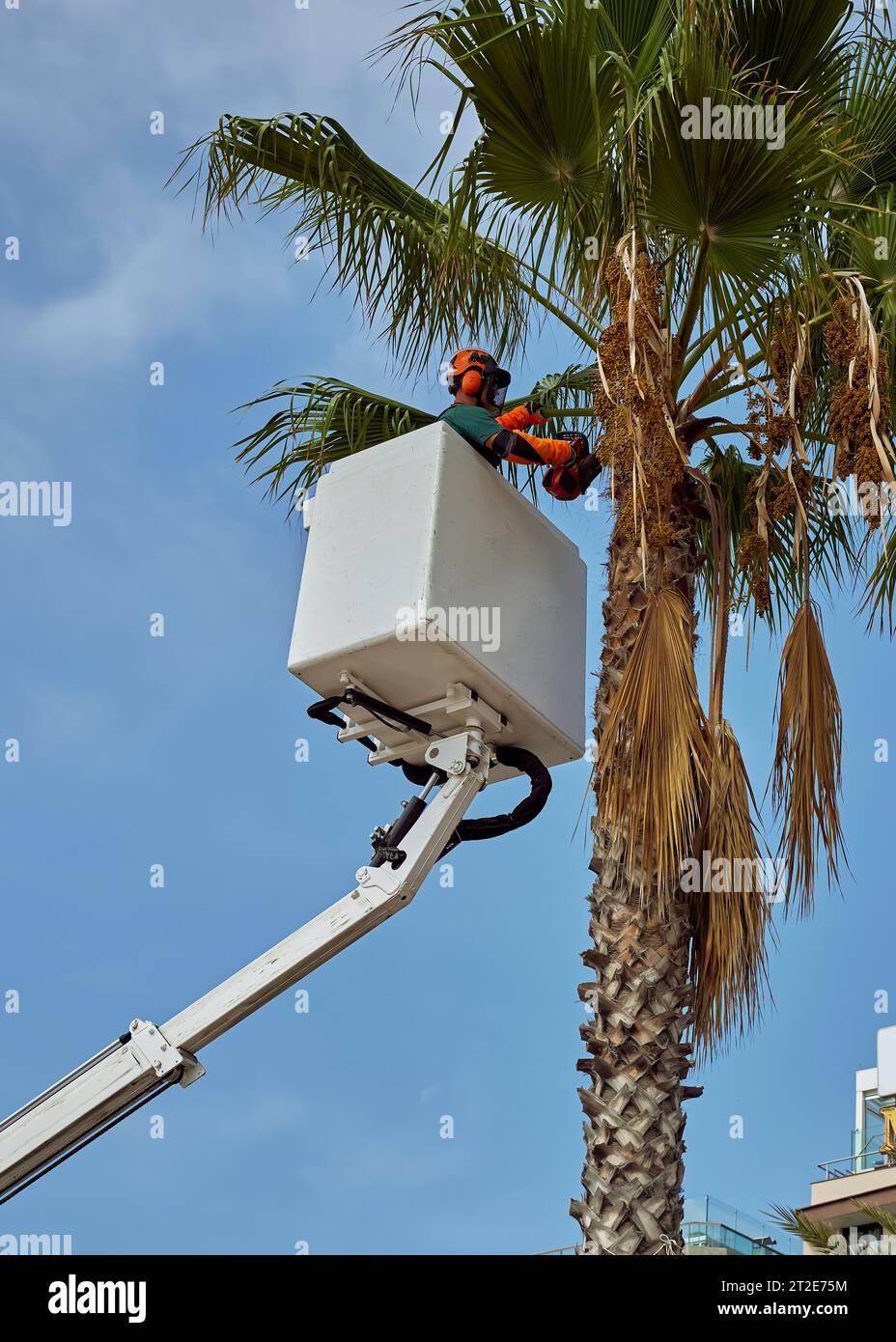 Worker pruning a palm tree with a tree saw hydraulic lift in sunny day ...