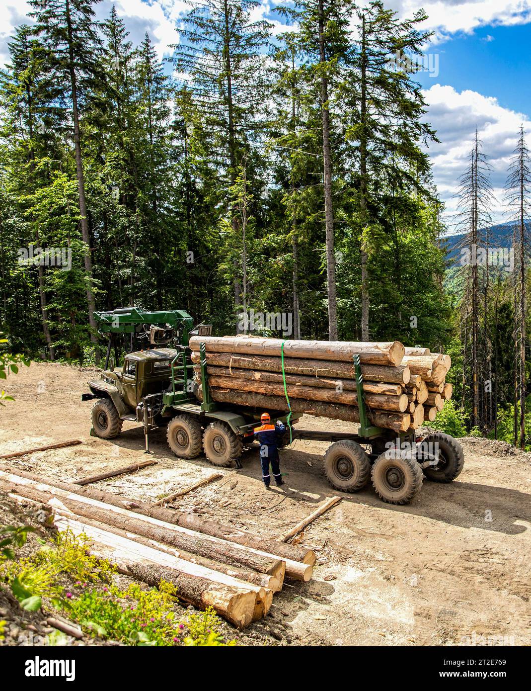 Felling of trees,cut trees , forest cutting area, forest protection ...