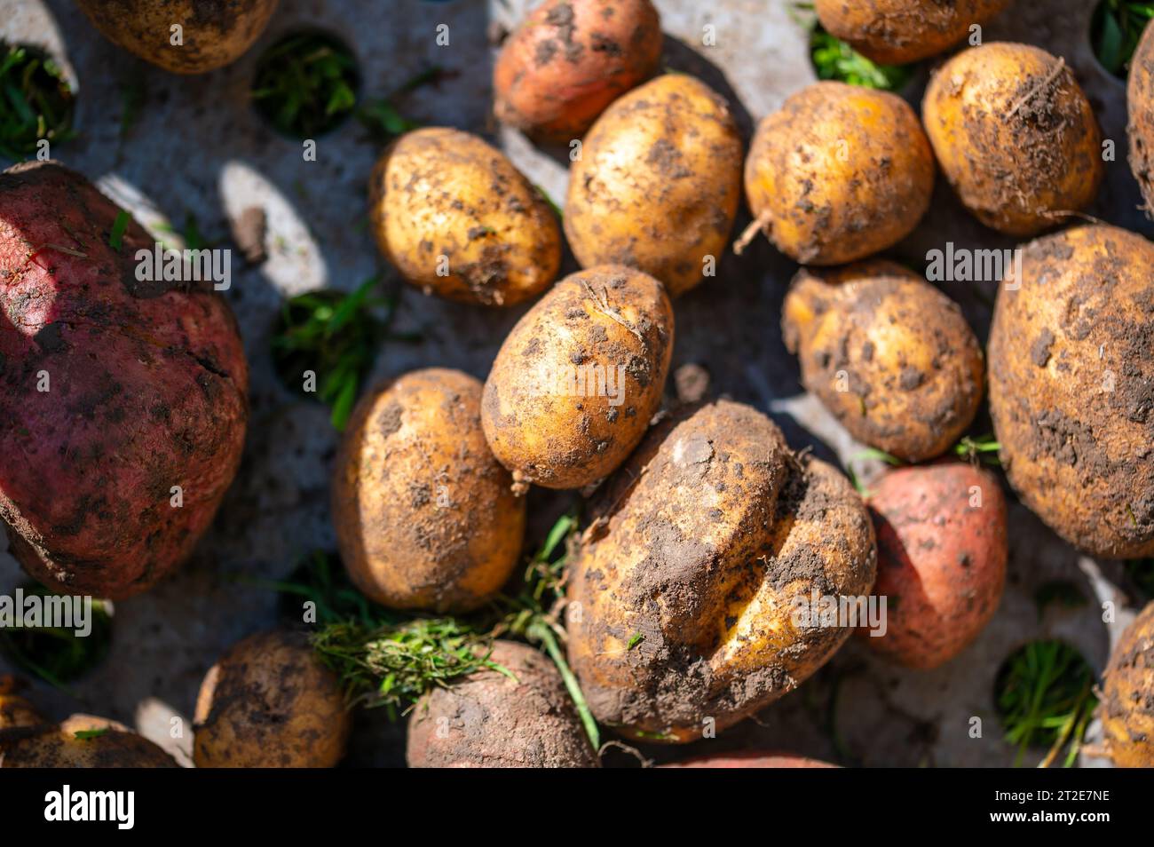 Harvesting potatoes fresh potato hi-res stock photography and images ...