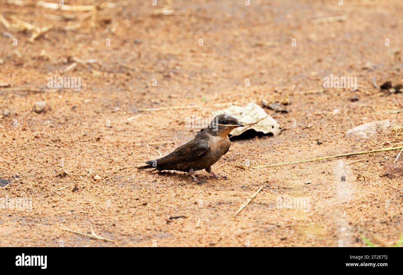 A Rock Martin gathers material to line the interior of their mud nest ...
