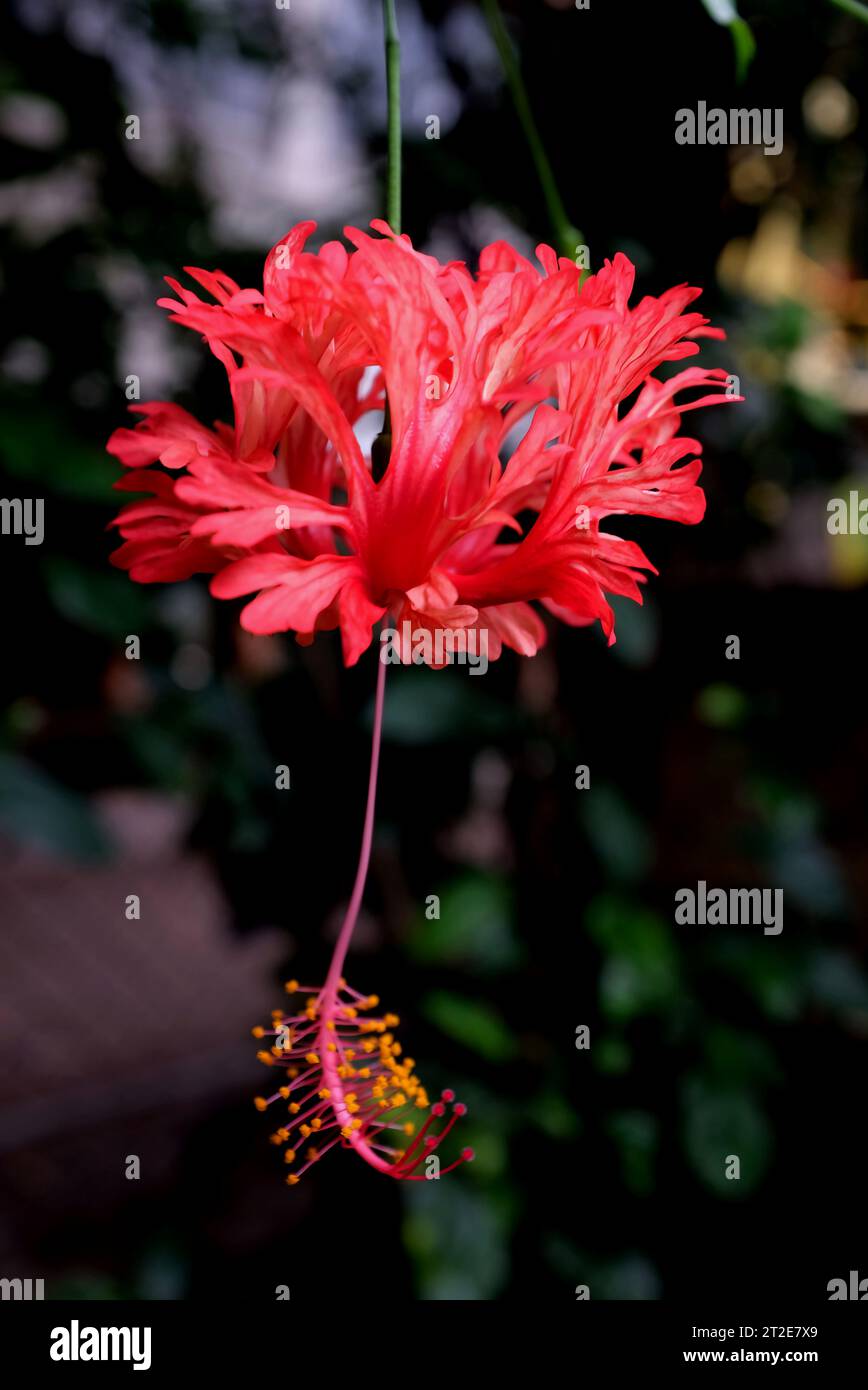 Bokeh of a Red Beauty Stock Photo - Alamy