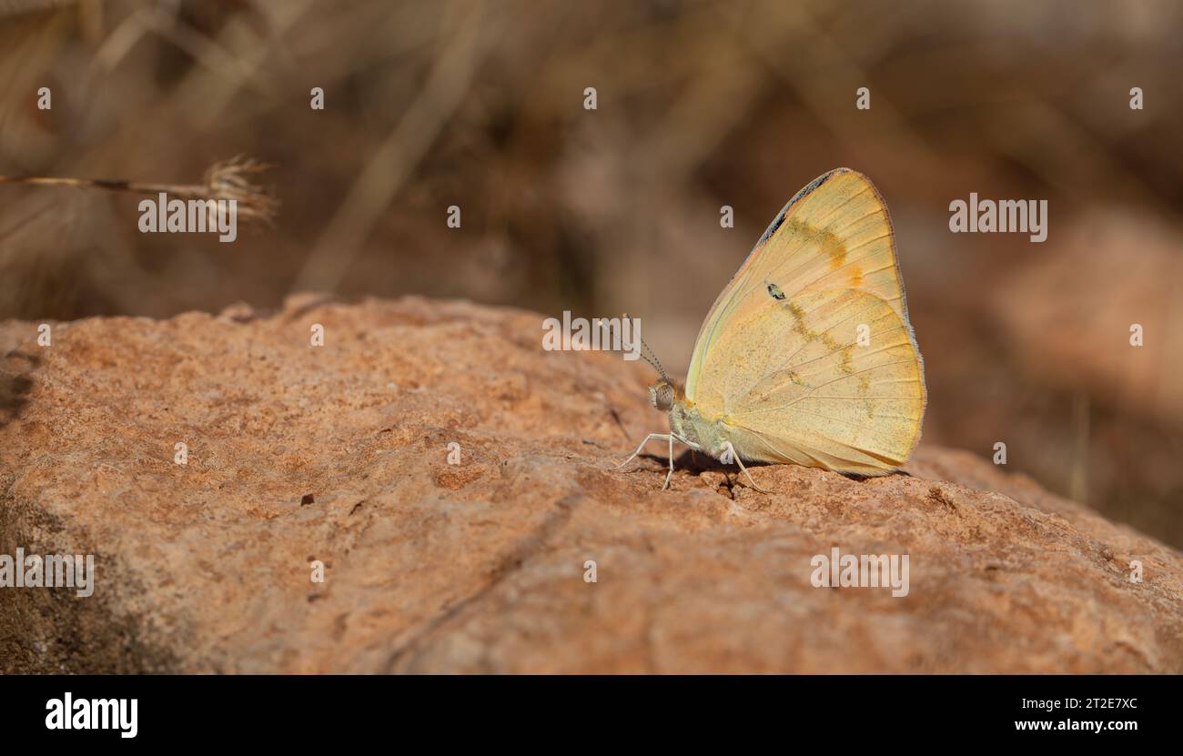 Colotis hi-res stock photography and images - Alamy