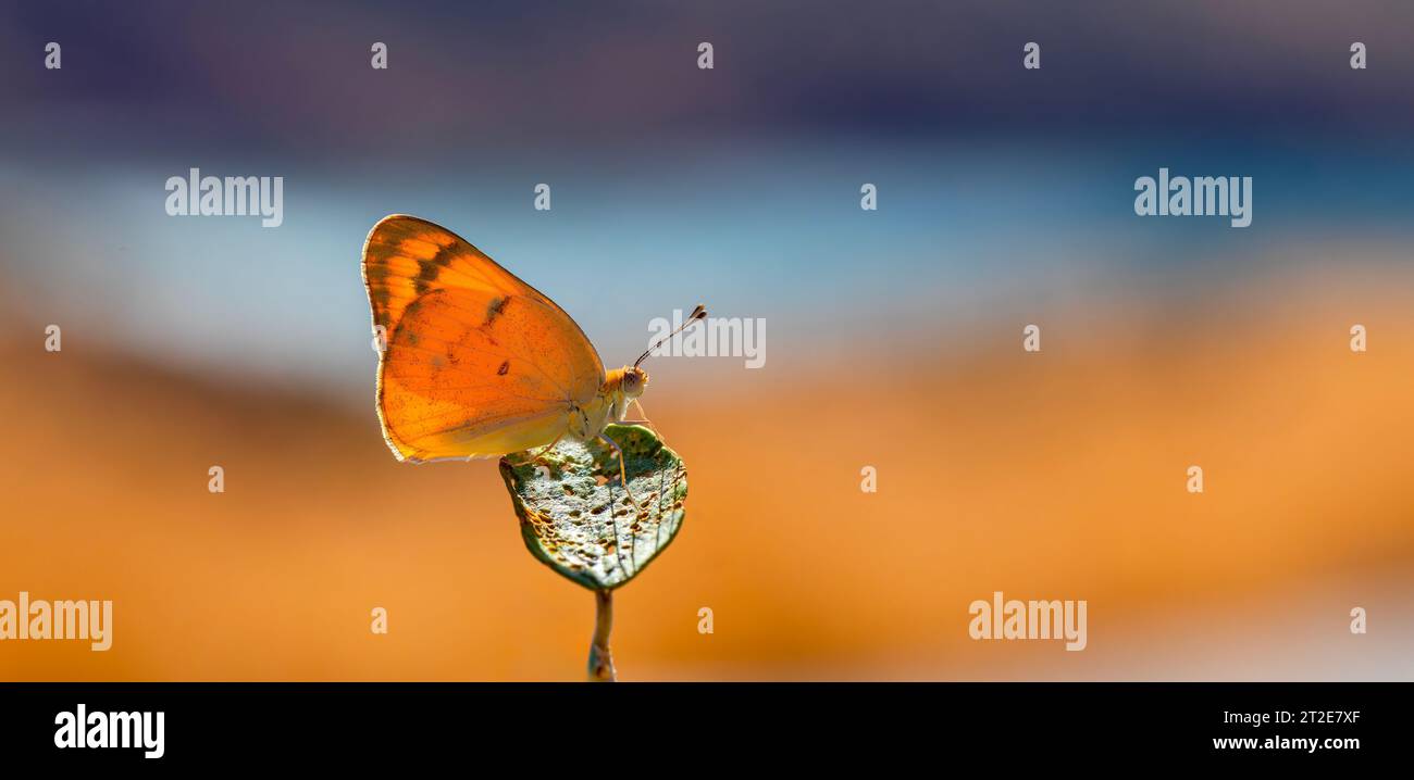 Colotis hi-res stock photography and images - Alamy