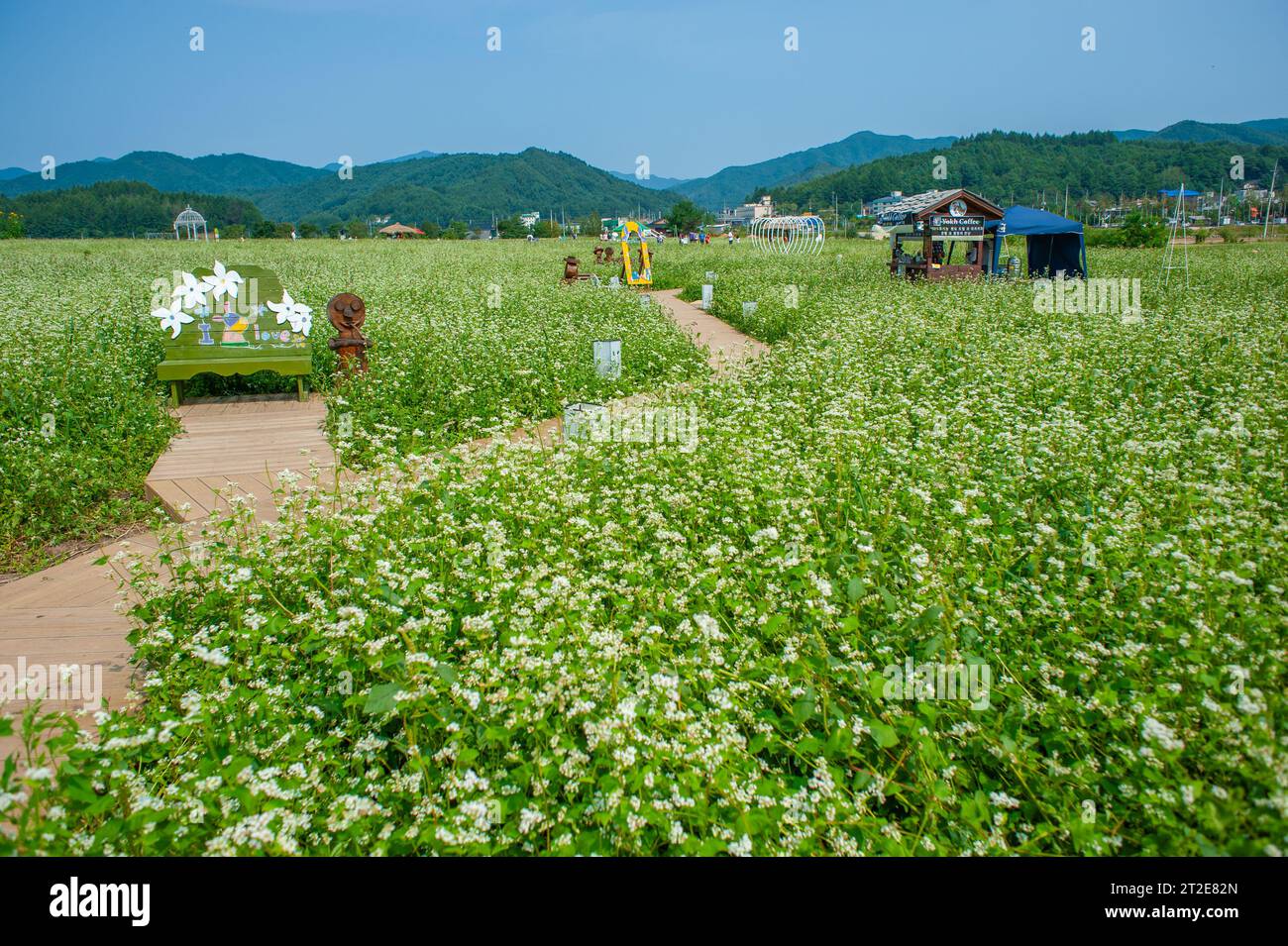 Buckwheat Blossoms Seasonal Buckwheat Field Scenery Stock Photo - Alamy