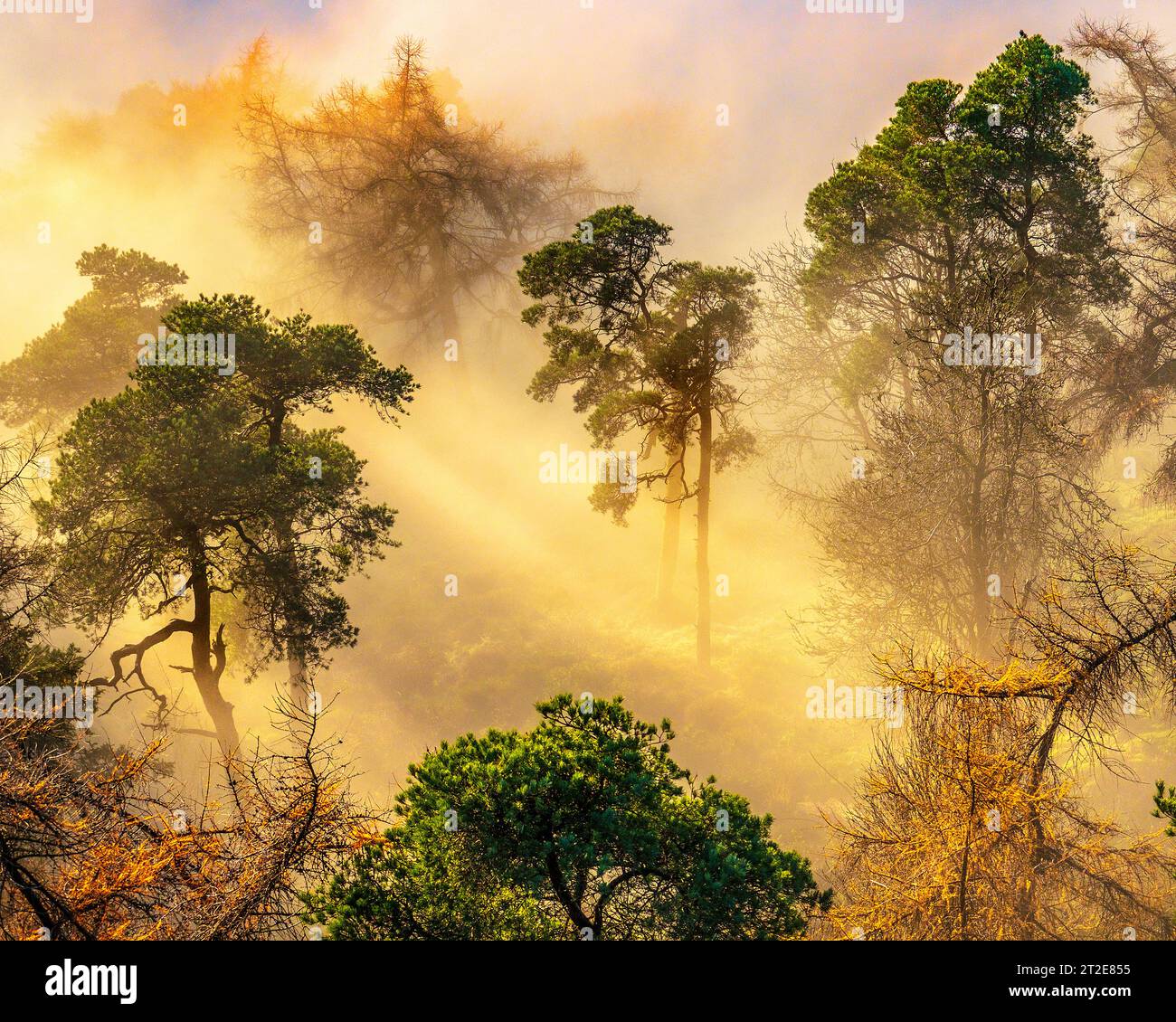 Autumn mists in a Peak District woodland Stock Photo - Alamy