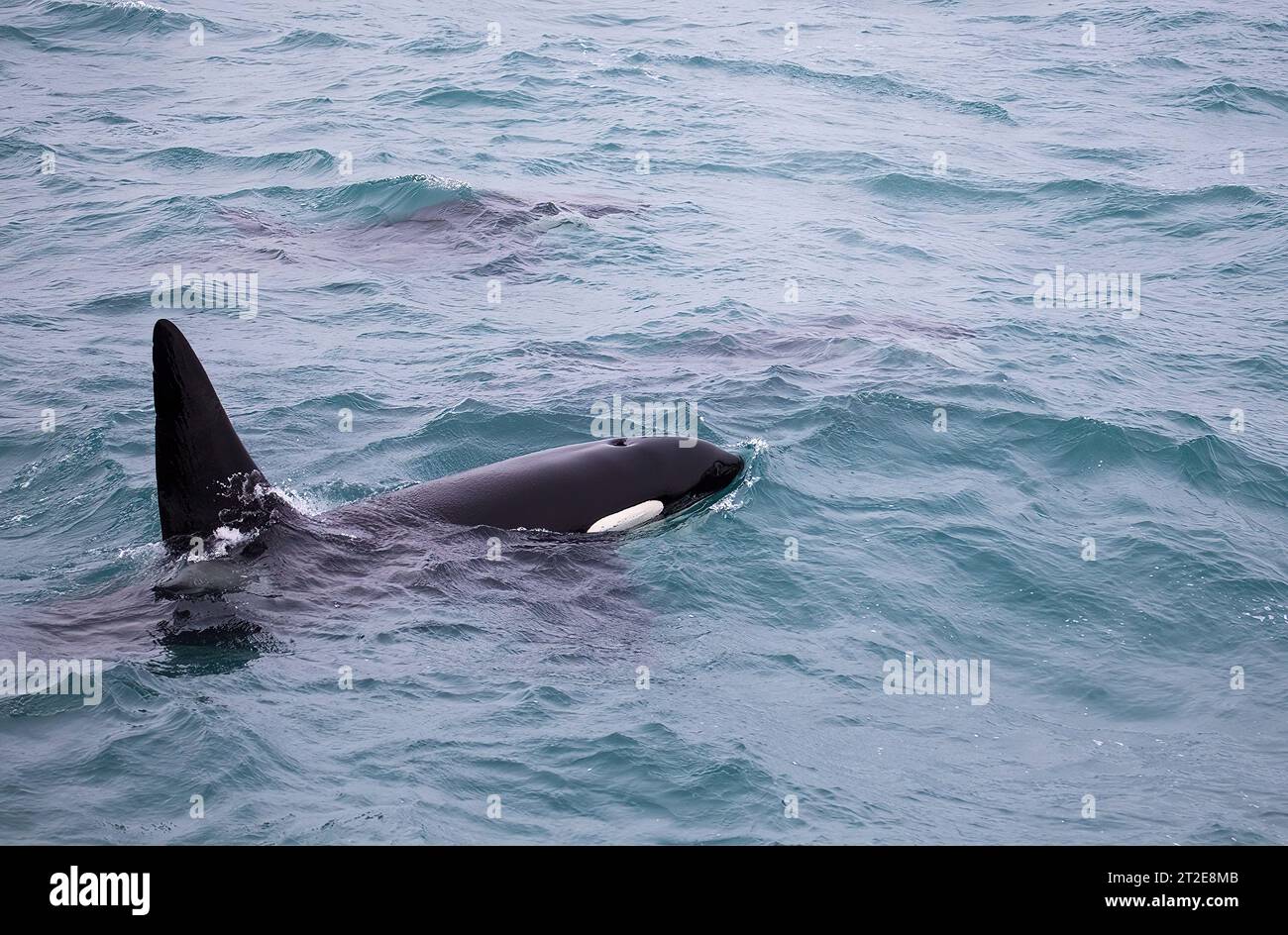 Sea hunter hungry Stock Photo - Alamy