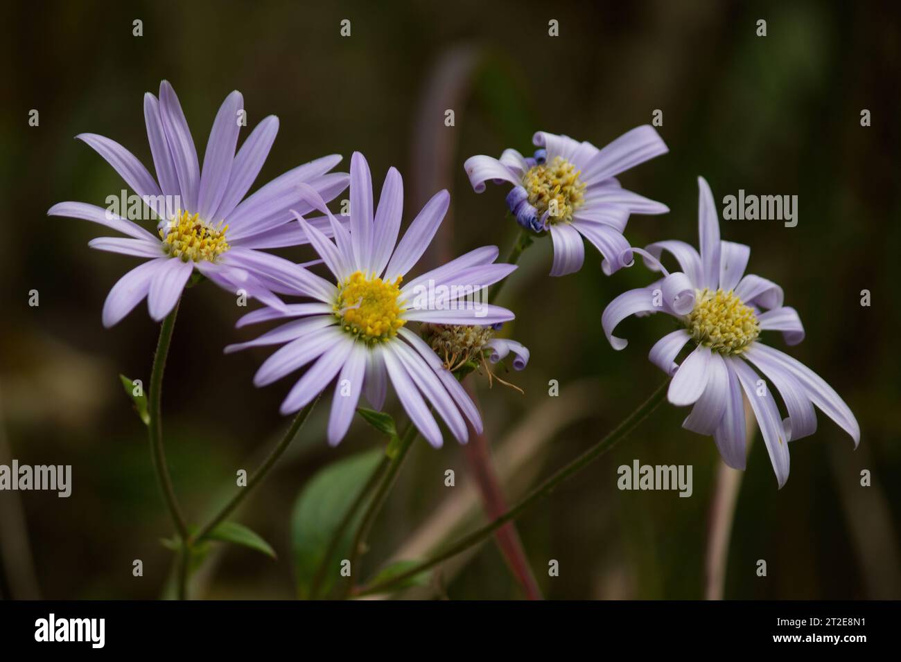 Bokeh shot of Blue Daisy Stock Photo - Alamy