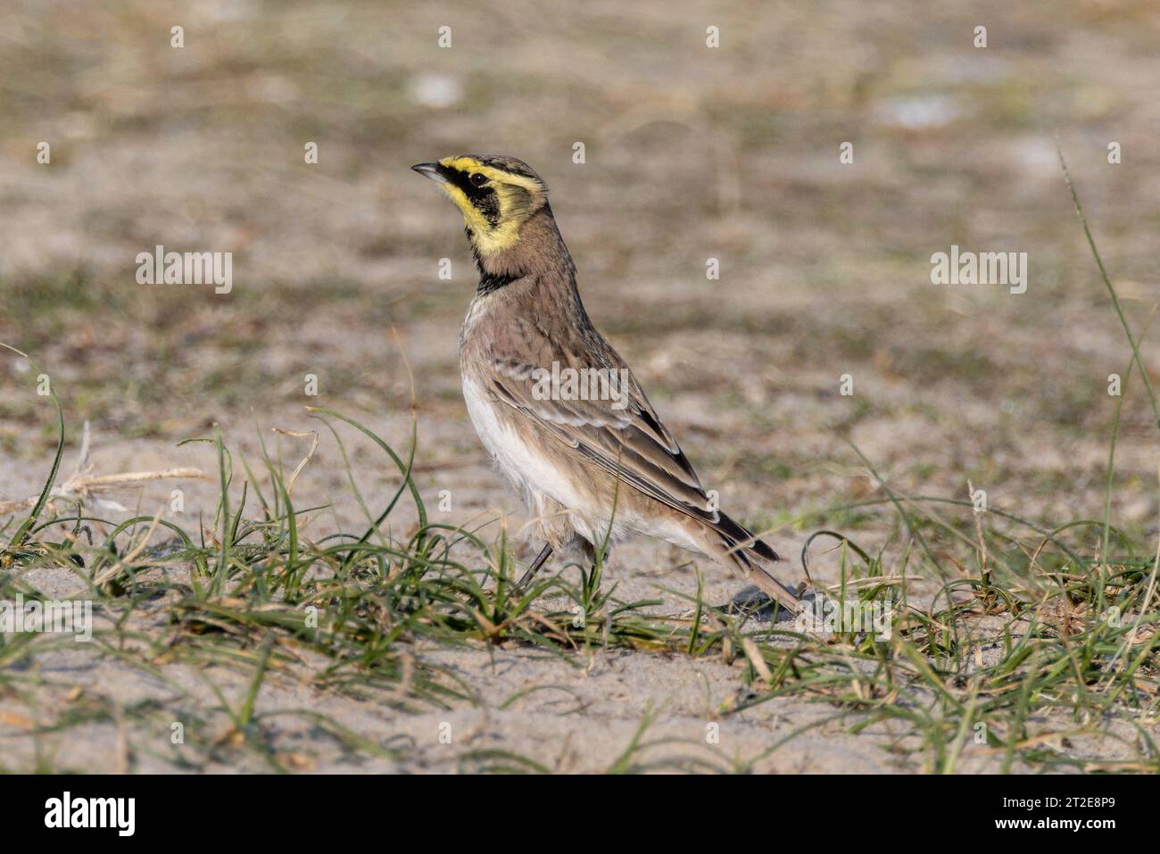 Shore Lark (Eremophila alpestris, Alaudidae) - migrant bird in the ...