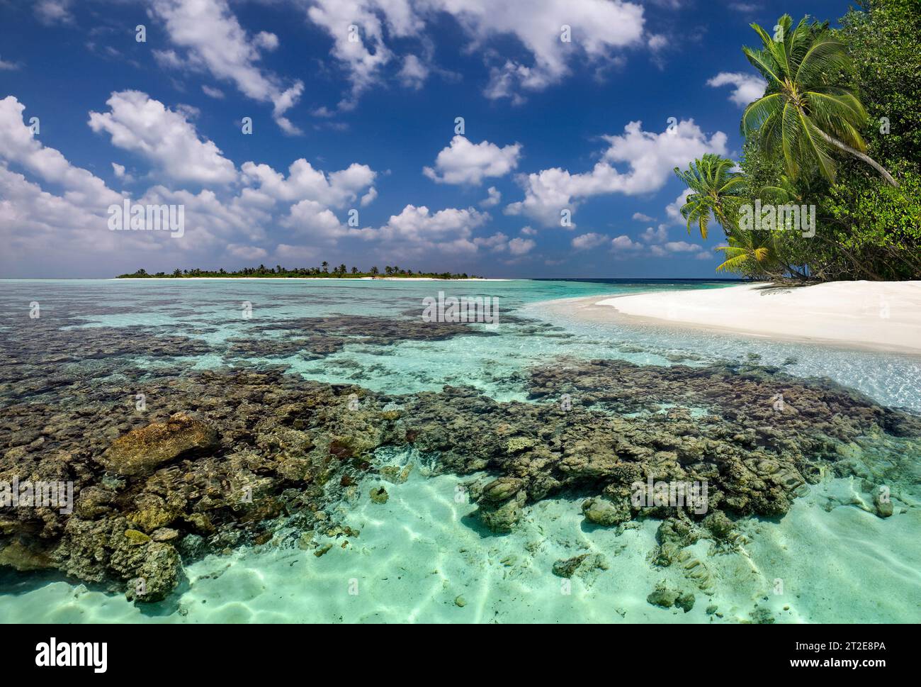 Coral reef in the shallow water of a tropical lagoon in South Ari Atoll ...